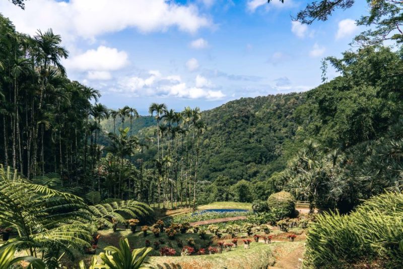 Un jardin botanique,en Martinique, à la végétation époustouflante